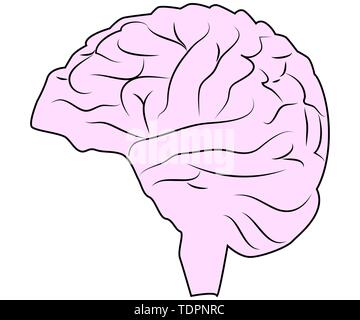 A diagram of the human brain side view, anatomy. Vector illustration in ...
