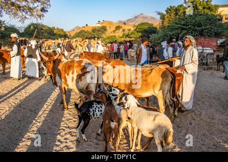 Eritrean cattle herder at the Monday livestock market; Keren, Anseba Region, Eritrea Stock Photo ...