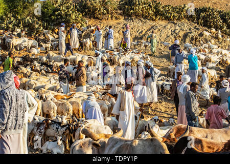 Cattle at the Monday livestock market; Keren, Anseba Region, Eritrea Stock Photo - Alamy