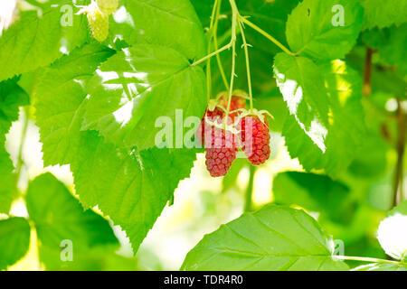 A closeup photo of loganberry bush. Loganberry is a hybrid between ...
