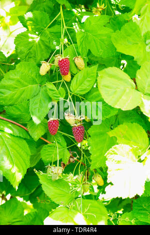A closeup photo of loganberries on a branch. Loganberry is a hybrid ...