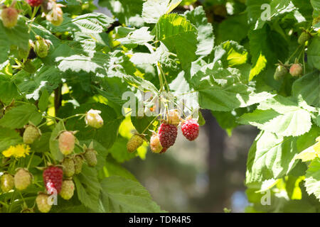 A closeup photo of loganberries on a branch. Loganberry is a hybrid ...