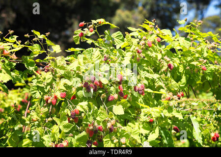 A closeup photo of loganberry bush. Loganberry is a hybrid between ...