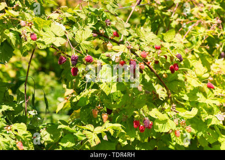 A closeup photo of loganberries on a branch. Loganberry is a hybrid ...