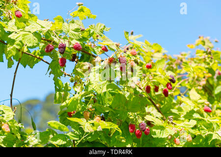 A closeup photo of loganberry bush. Loganberry is a hybrid between ...