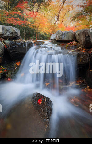 Hangzhou Jiuxi Smoke Tree Stock Photo - Alamy