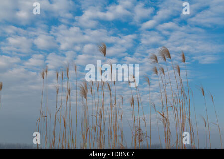Reeds follow the wind Stock Photo - Alamy