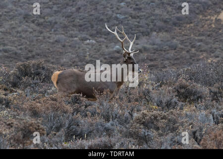 Tibetan white-lipped deer, national first-class protected animals Stock ...