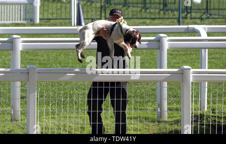 A policeman lowers his sniffer dog onto the opposite side of the fence ...