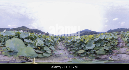 360° view of LOTUS complex 4 - Yeoncho-Myeon dagong Maul - Alamy