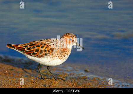 Little Stint (Calidris minuta) adult, summer plumage, spring passage ...