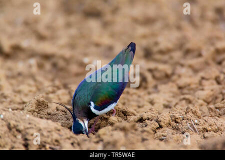 Lapwing Searching for Food Stock Photo - Alamy