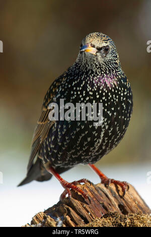 starling bird on the snow in the vicinity of Varna city,Bulgaria Stock ...