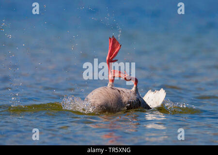 greylag goose (Anser anser), bathing on the back stretching the feet ...