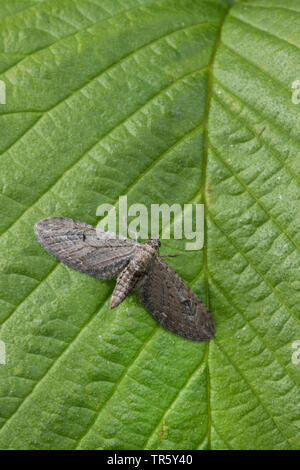Currant pug moth (Eupithecia innotata), sitting on lichened bark, view ...