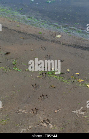 Otter tracks in the mud by the River Wear Stock Photo - Alamy