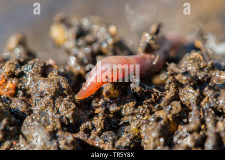 red earthworm, red worm (Lumbricus rubellus), looking out wet soil ...