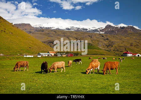 ICELANDIC COWS IN A MEADOW ON THE SOUTHERN COAST OF ICELAND, EUROPE ...
