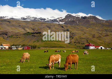 ICELANDIC COWS IN A MEADOW ON THE SOUTHERN COAST OF ICELAND, EUROPE ...