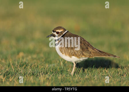Killdeer (Charadrius vociferus) on the ground Stock Photo - Alamy