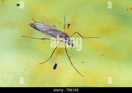 phantom midge (Chaoborus spec.), single larva floating in the water ...