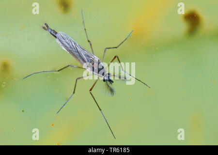 phantom midge, glassworm (Chaoborus spec.), larvae in water, Germany ...