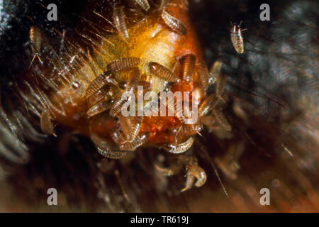 twisted-wing parasite (Stylops spec.), female pupa, Germany Stock Photo ...