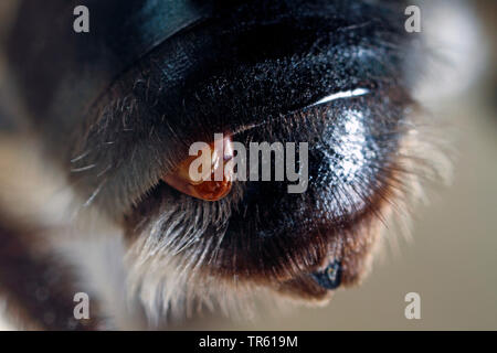 twisted-wing parasite (Stylops spec.), female pupa, Germany Stock Photo ...