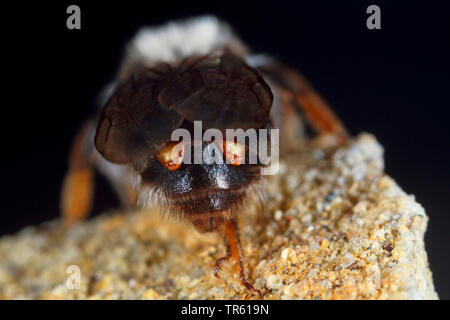 twisted-wing parasite (Stylops spec.), female on the abdomen of a wild ...
