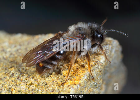 twisted-wing parasite (Stylops spec.), female on the abdomen of a wild ...
