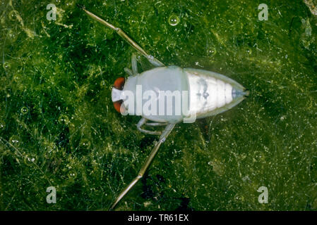 Common Backswimmer (Notonecta glauca) from side. Predatory aquatic true ...