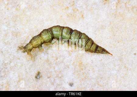 snipe fly (Atherix ibis), larva Stock Photo - Alamy