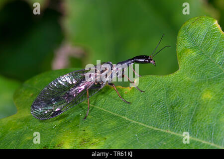 Snake fly (Phaeostigma notata, Rhaphidia notata), sitting on wood, side ...