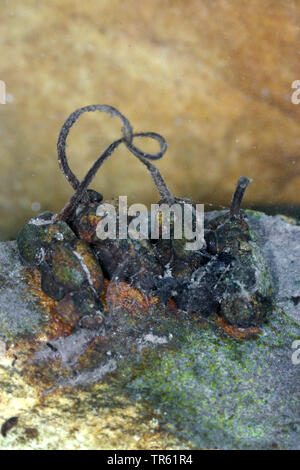 Agriotypidae (Agriotypus armatus, Agriotypus abnormis), parasitized ...