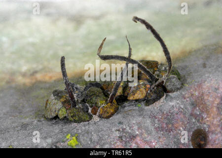 Agriotypidae (Agriotypus armatus, Agriotypus abnormis), parasitized ...