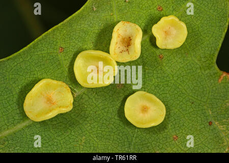 Smooth Spangle galls, Neuroterus albipes, growing on Oak leaf, the ...