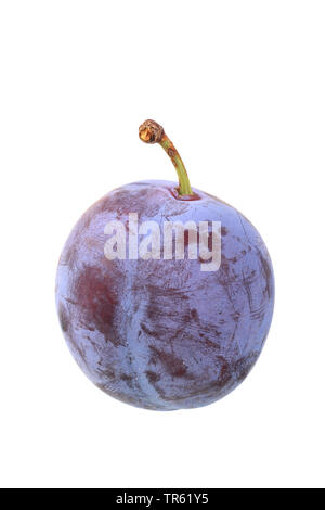 European plum (Prunus domestica 'The Czar', Prunus domestica The Czar ...