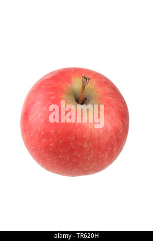 apple (Malus domestica 'Summerred', Malus domestica Summerred), apple ...