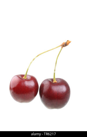 Prunus avium. Sweet cherry sunburst tree in blossom in an orchard at ...