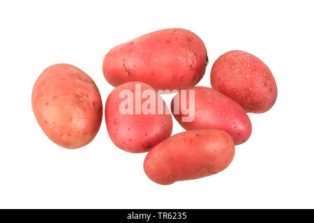 potato (Solanum tuberosum Laura), potato of cultivar Laura, cutout ...