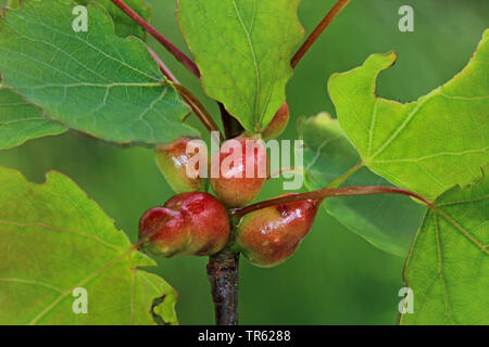 aspen petiole gall midge (Syndiplosis petioli, Contarinia petioli ...