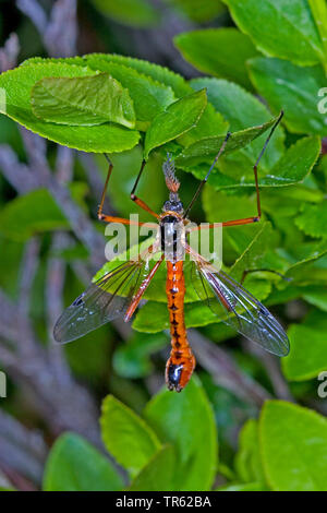 Giant Sabre Comb Horn Cranefly (Tanyptera atrata Stock Photo - Alamy