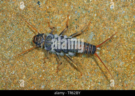 stonefly (Dinocras cephalotes), Larve, Germany Stock Photo - Alamy