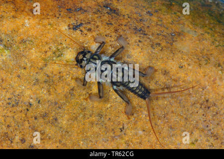 stonefly (Perla marginata), nymph, view from above, Germany Stock Photo ...
