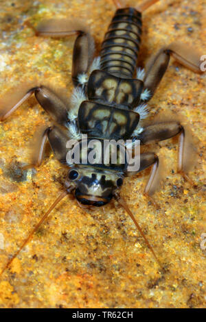 stonefly (Perla marginata), nymph, view from above, Germany Stock Photo ...