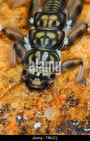 stonefly (Perla marginata), nymph, view from above, Germany Stock Photo ...