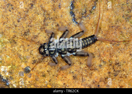stonefly (Perla marginata), nymph, view from above, Germany Stock Photo ...