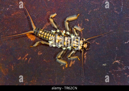 stonefly (Perla marginata), nymph, view from above, Germany Stock Photo ...