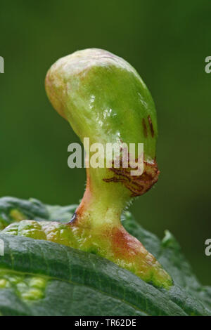 Gall of Elm-grass aphid or Elm sack gall aphid (Tetraneura ulmi) on ...