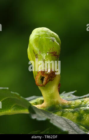 Gall of Elm-grass aphid or Elm sack gall aphid (Tetraneura ulmi) on ...